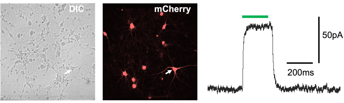 Additional Capabilities | Immunotoxicology Services | ApconiX
