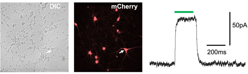 Additional Capabilities | Immunotoxicology Services | ApconiX